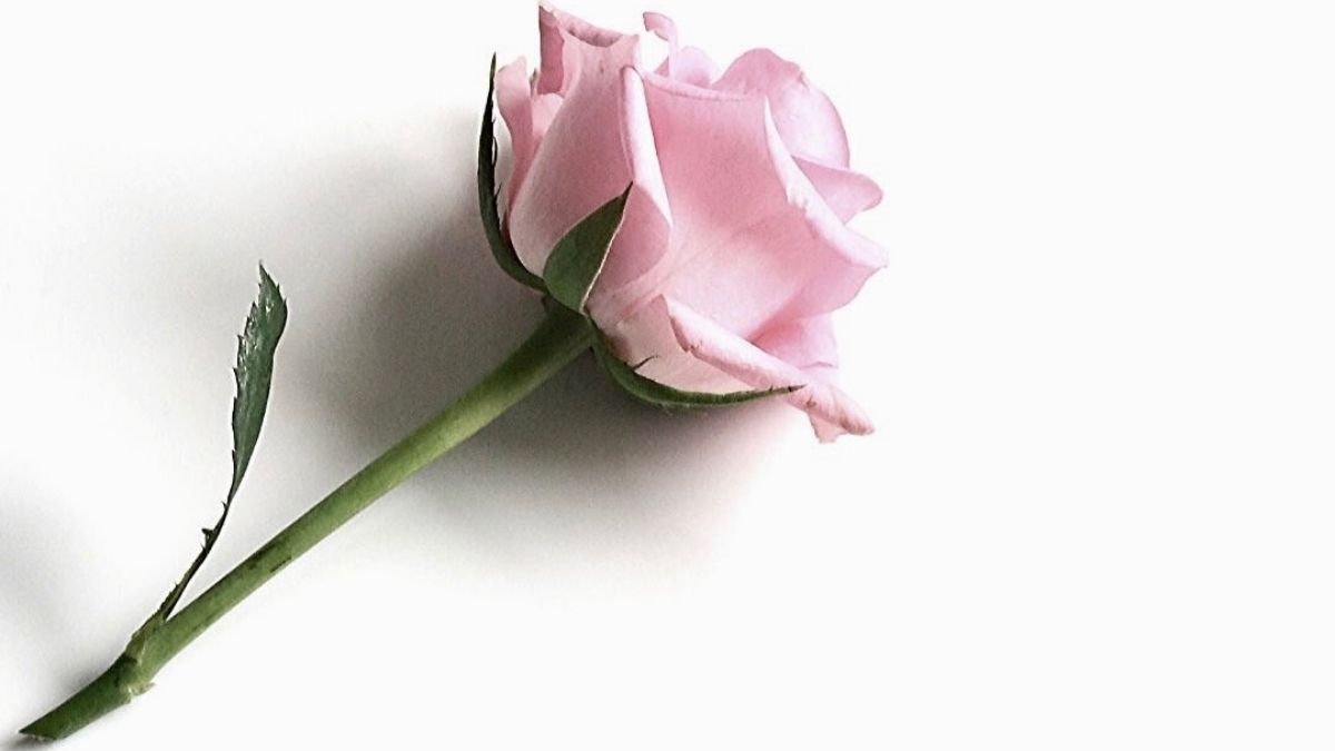 Douceur de la rose - CosyCoaching